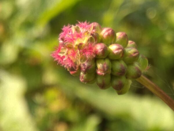 Petite Pimprenelle – (Sanguisorba minor) – Pépinière pour jardins-forêts